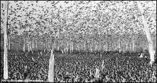 Duck Decline Liftoff News